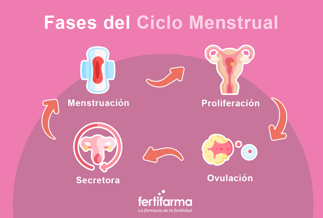 Días fértiles e infértiles de una mujer
