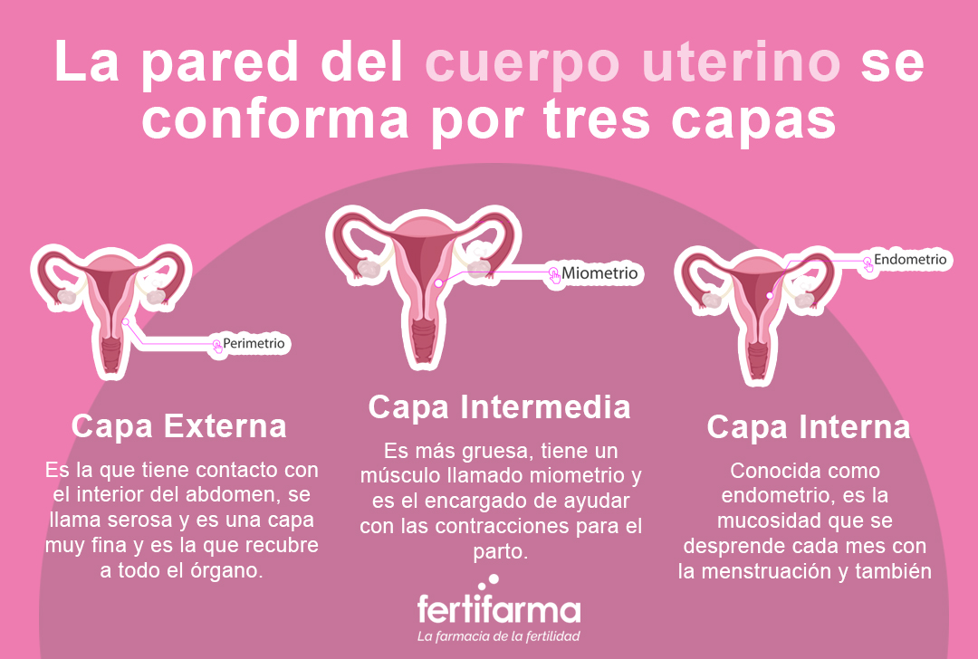 Útero en Anteversión. Causas, Síntomas y Tratamiento