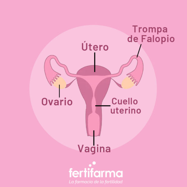 Obstrucción de las Trompas de Falopio